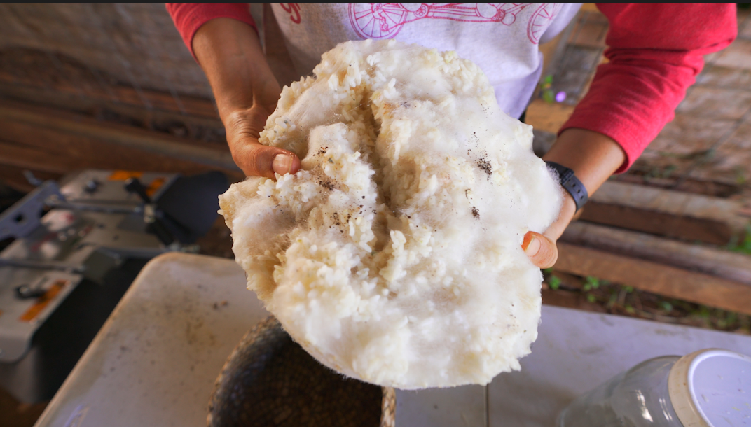 March 2025 - Success with Seed IMO - Pure KNF Foundation